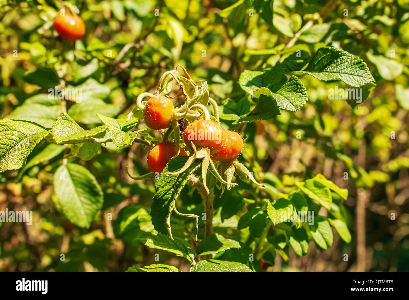 Close-up of May rosehip berries growing on the branches of a bush Stock ...