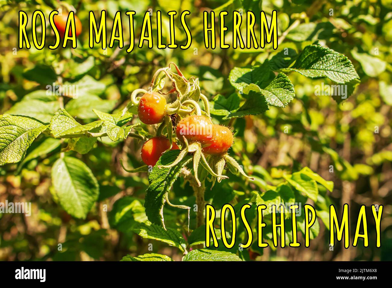 Close-up of May rosehip berries growing on the branches of a bush Stock ...