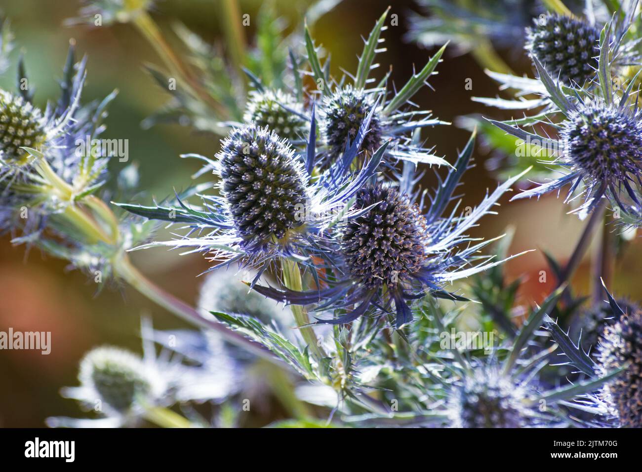 Blue sea holly hi-res stock photography and images - Alamy