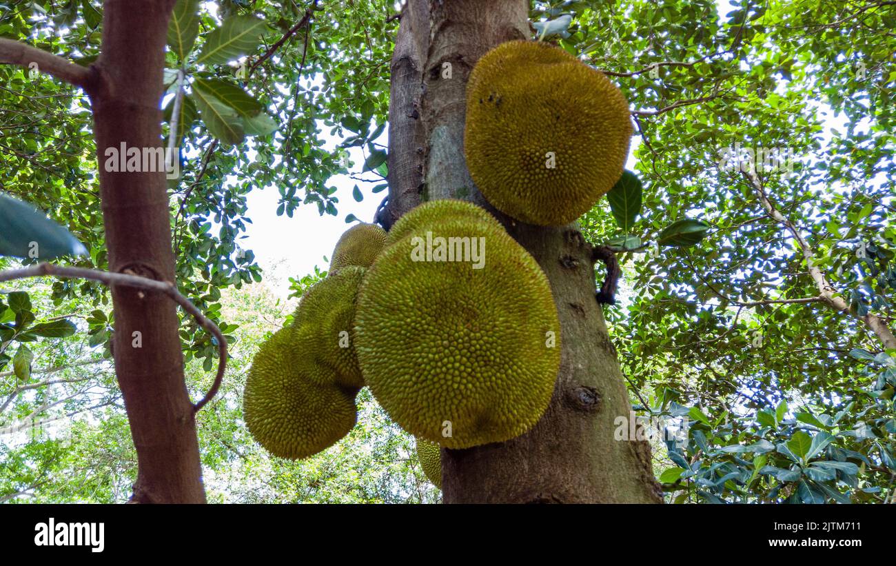 Jackfruit jack fruit tree hi-res stock photography and images - Alamy