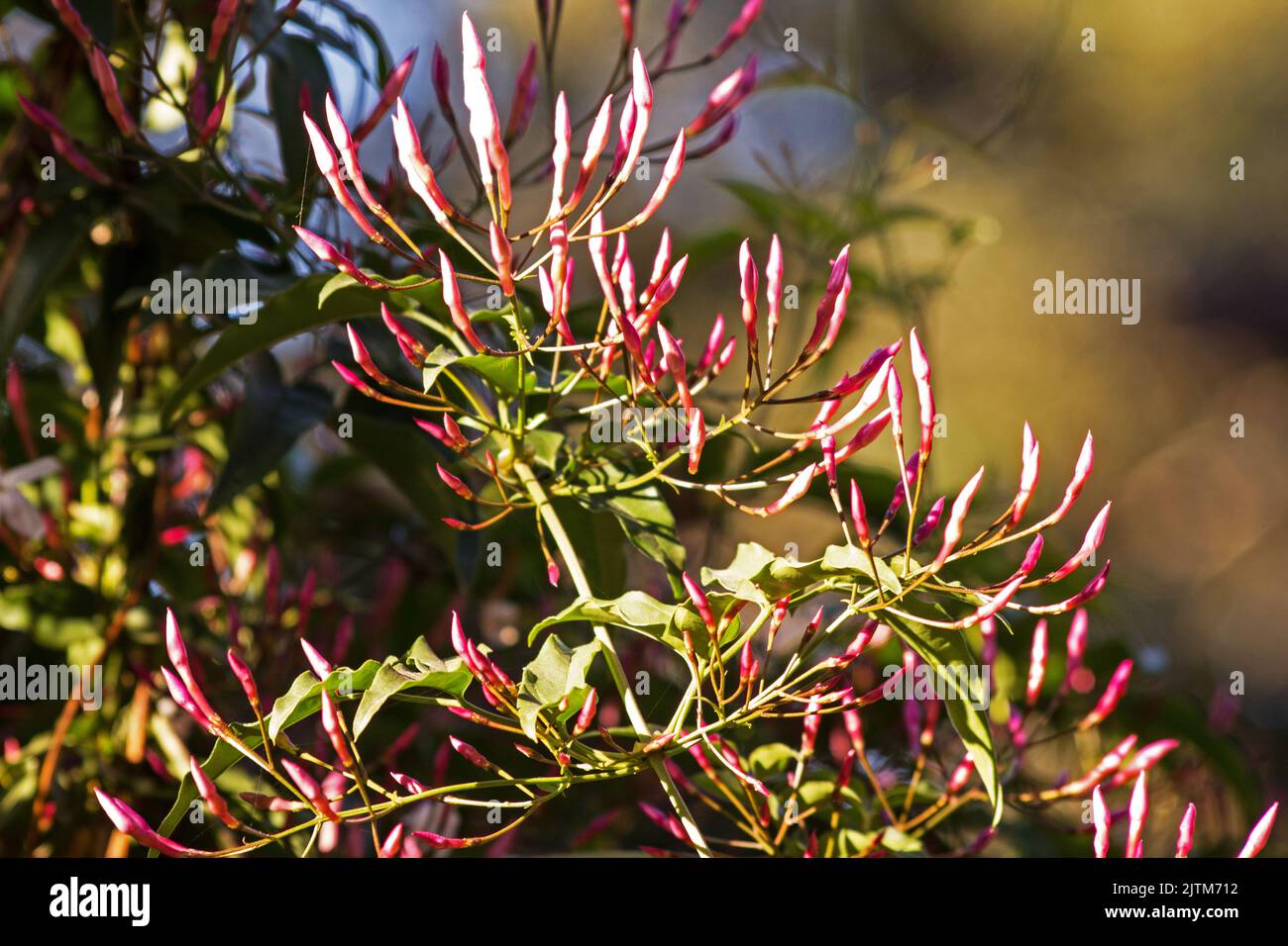Jasmine flower buds plant hi-res stock photography and images - Alamy