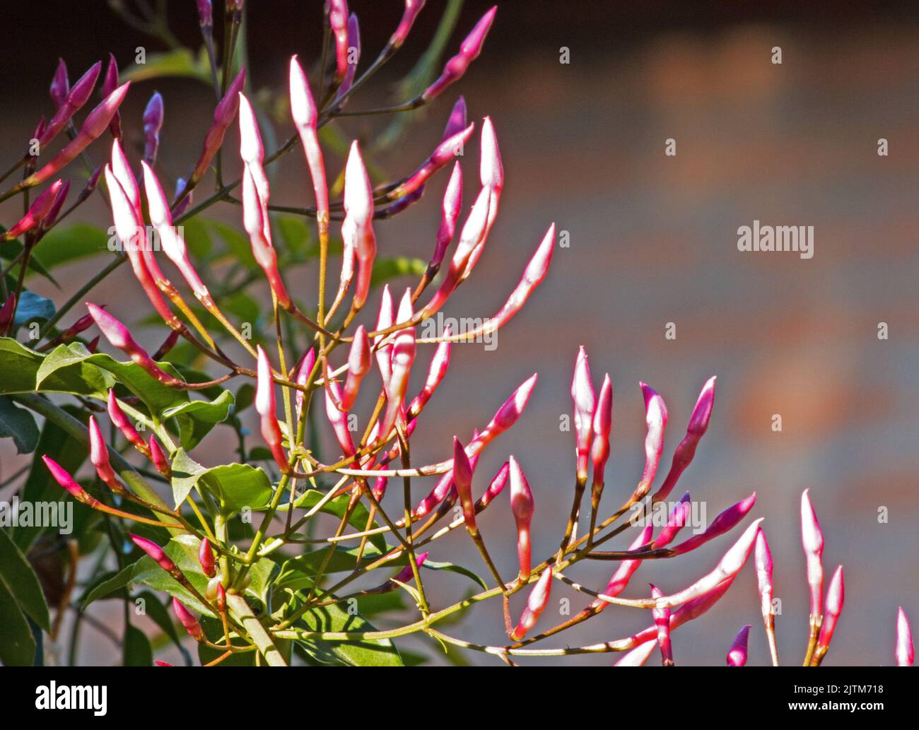 White jasmine plant buds, (Jasminum polyanthum) on natural background ...