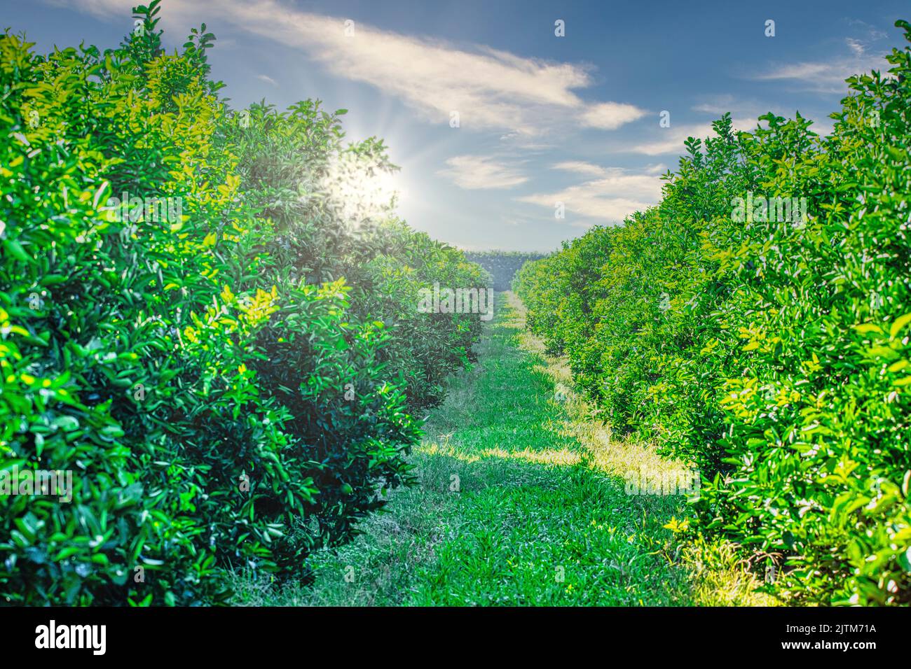 Orange on the tree, fruit plantation Stock Photo - Alamy