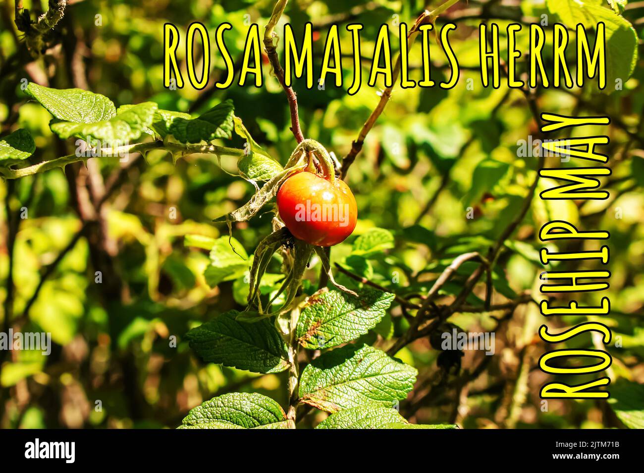 Close-up of May rosehip berries growing on the branches of a bush Stock ...