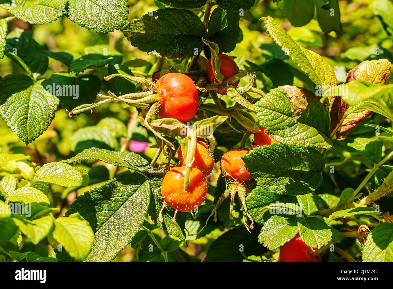 Close-up of May rosehip berries growing on the branches of a bush Stock ...
