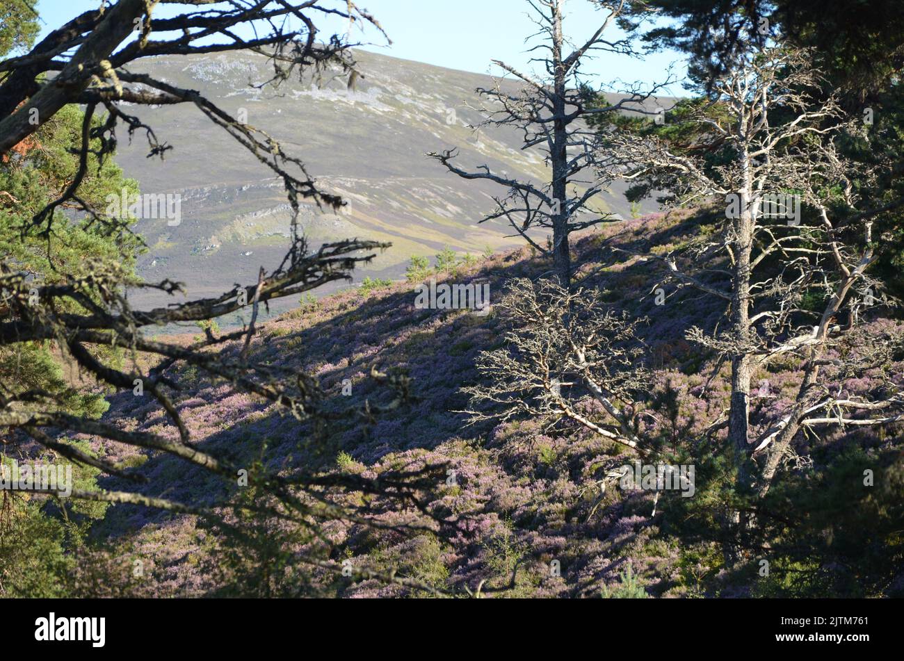 Caledonian pine forests along the Clais Fhearnaig circuit, The ...