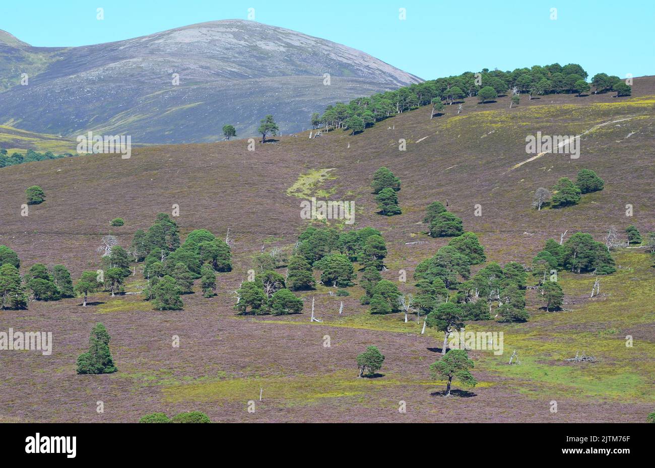 Caledonian pine forests along the Clais Fhearnaig circuit, The ...