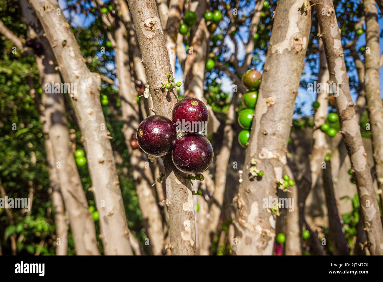 Ripe and green jabuticaba fruit on tree Stock Photo - Alamy