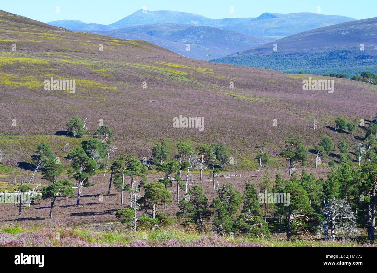 Caledonian pine forests along the Clais Fhearnaig circuit, The ...