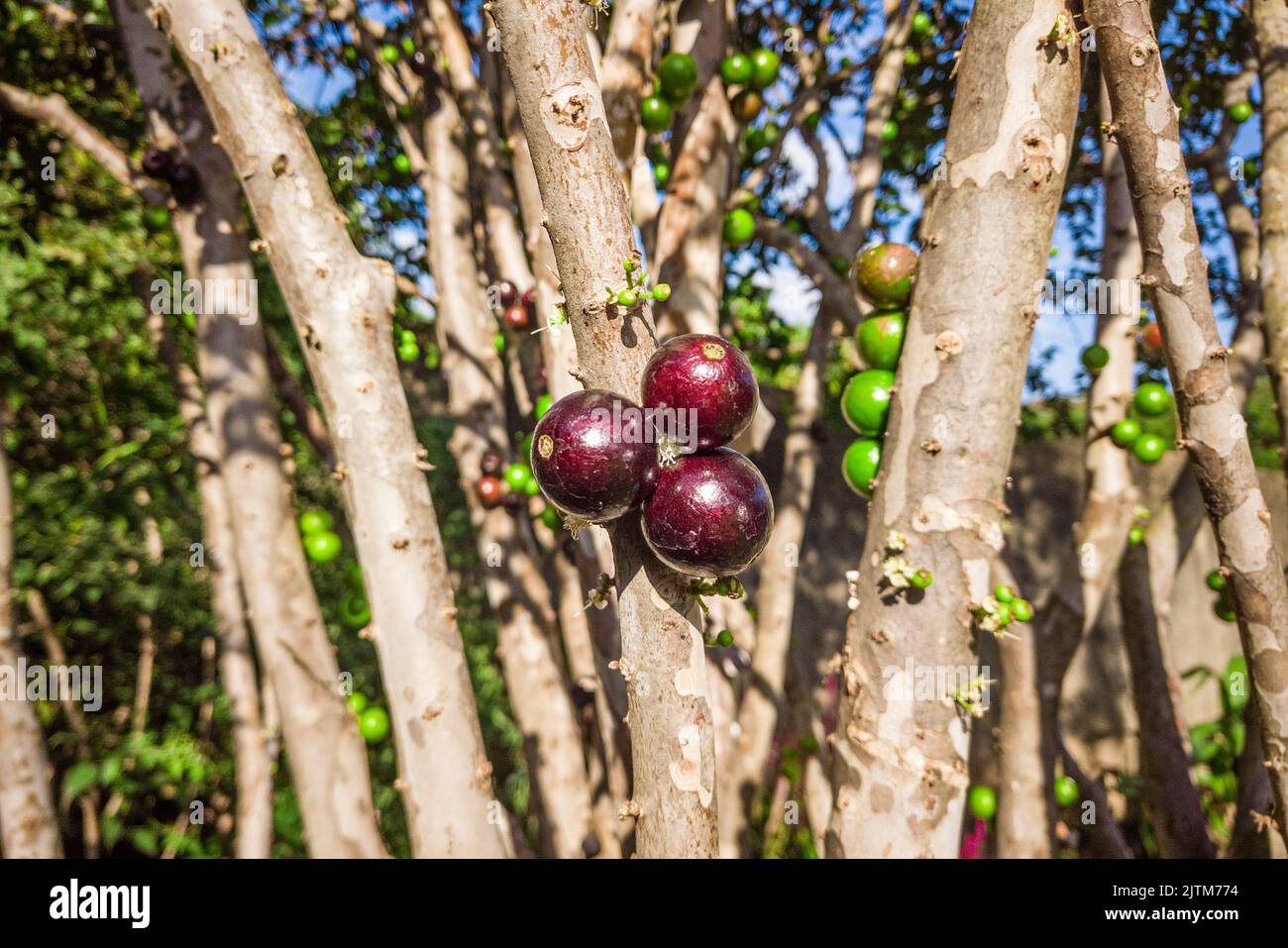 Ripe and green jabuticaba fruit on tree Stock Photo - Alamy