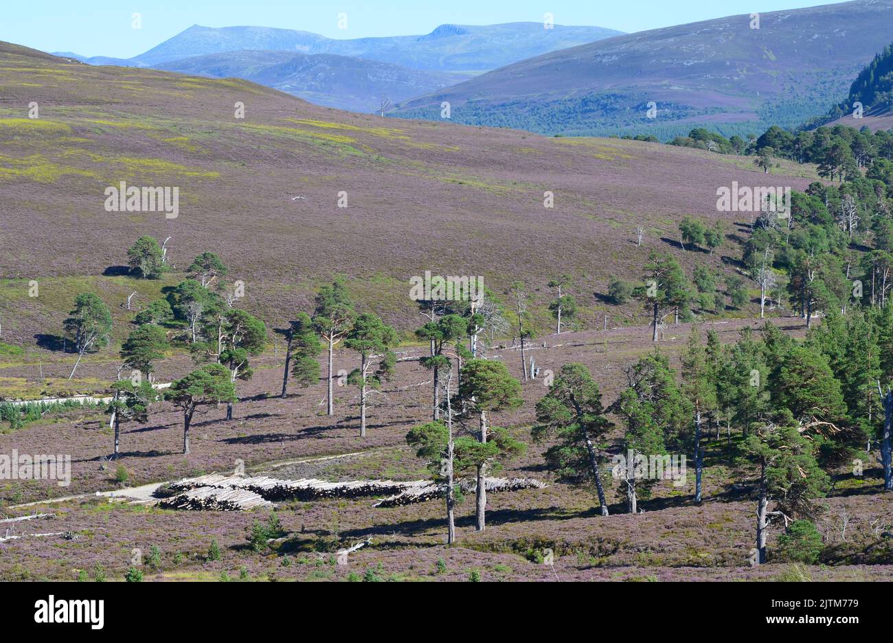 Caledonian pine forests along the Clais Fhearnaig circuit, The ...