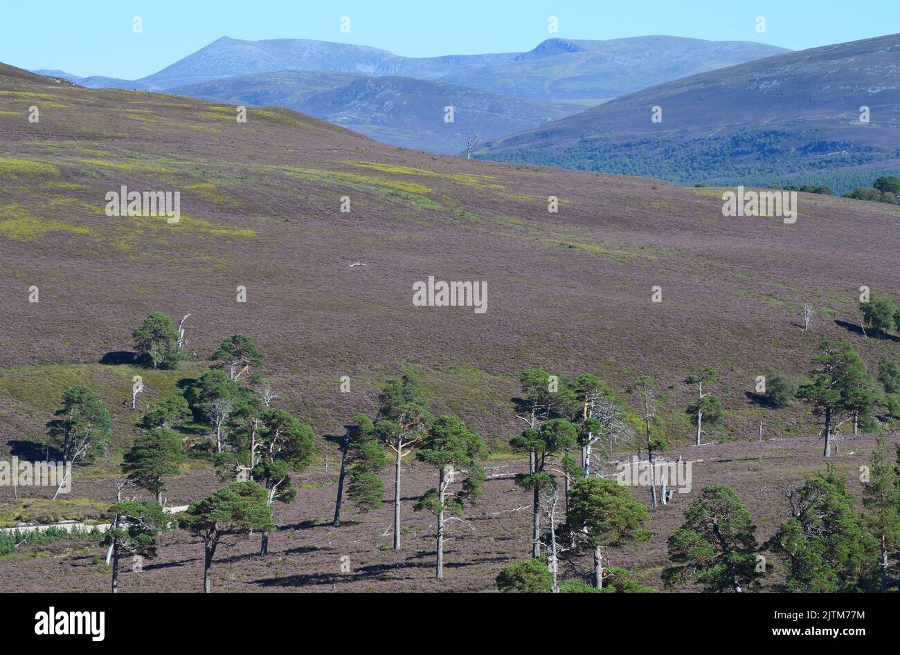 Caledonian pine forests along the Clais Fhearnaig circuit, The ...