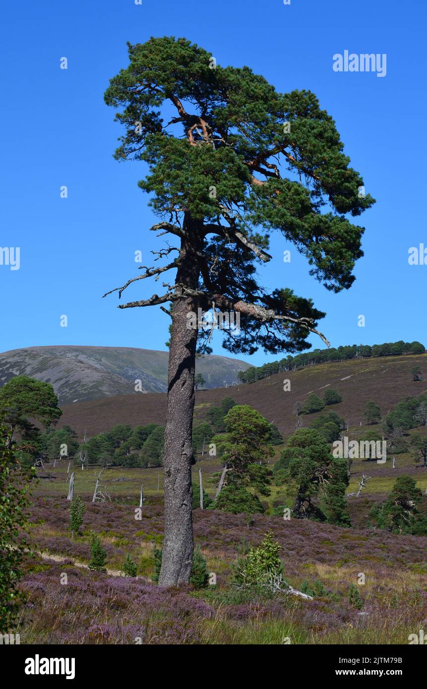 Caledonian pine forests along the Clais Fhearnaig circuit, The ...