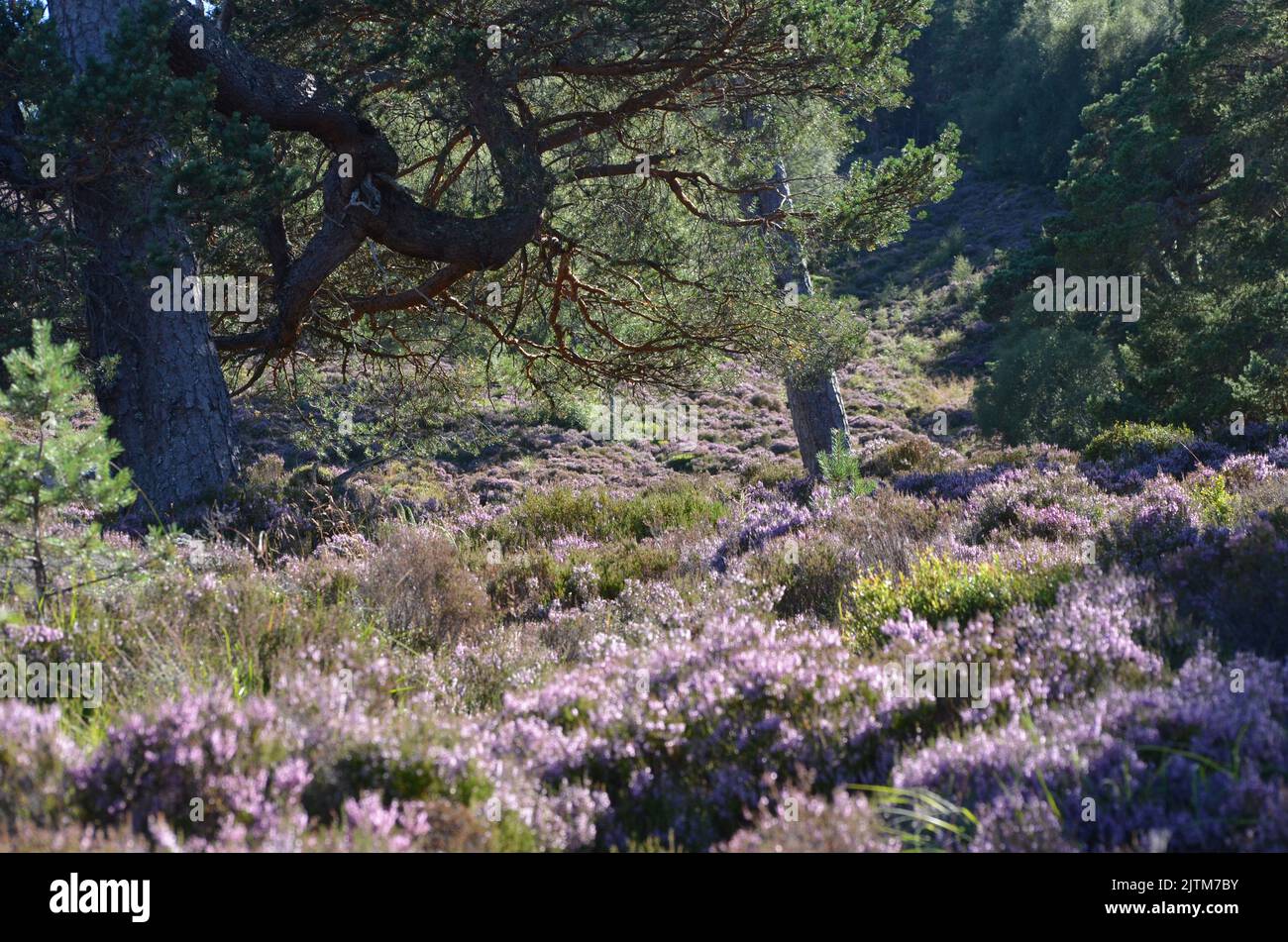 Caledonian pine forests along the Clais Fhearnaig circuit, The ...