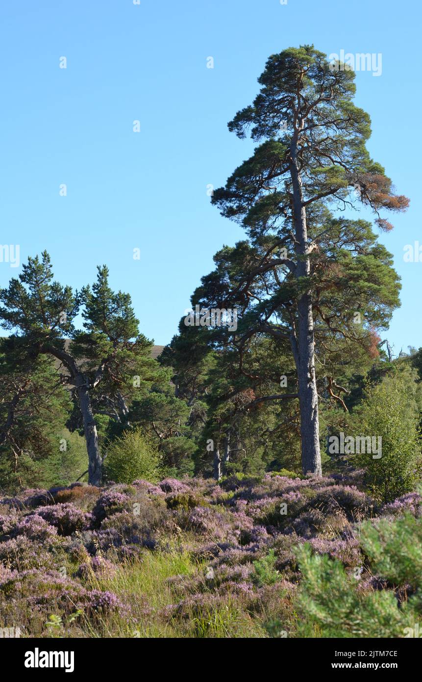 Caledonian pine forests along the Clais Fhearnaig circuit, The ...