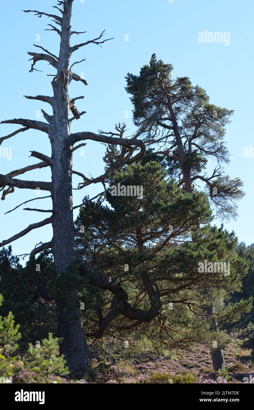 Caledonian pine forests along the Clais Fhearnaig circuit, The ...