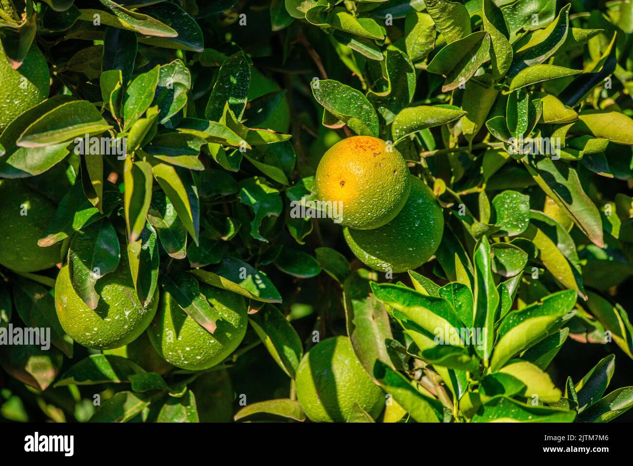 Orange on the tree, fruit plantation Stock Photo - Alamy