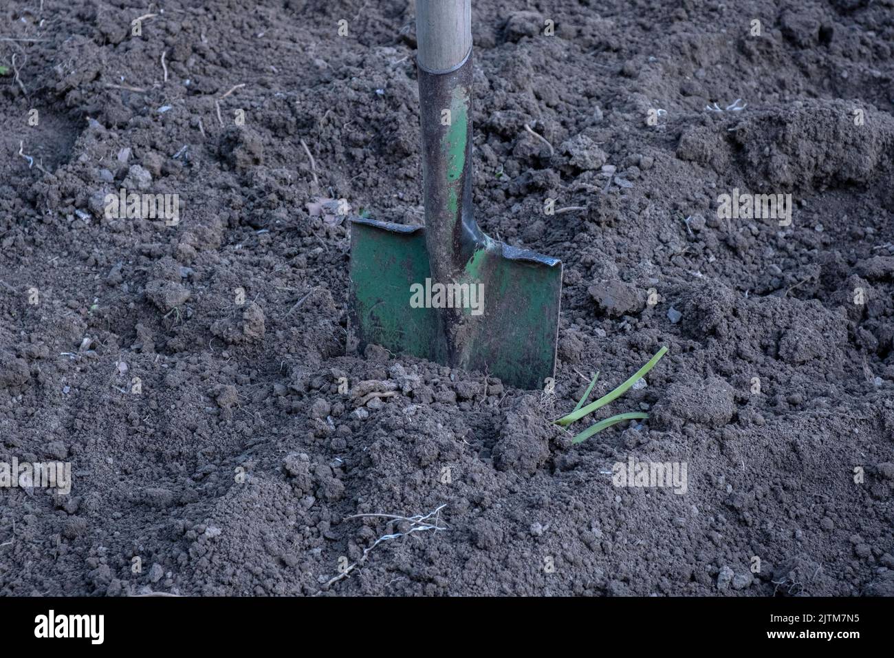 Old shovel stuck in the ground on the garden bed. Gardening tool and ...