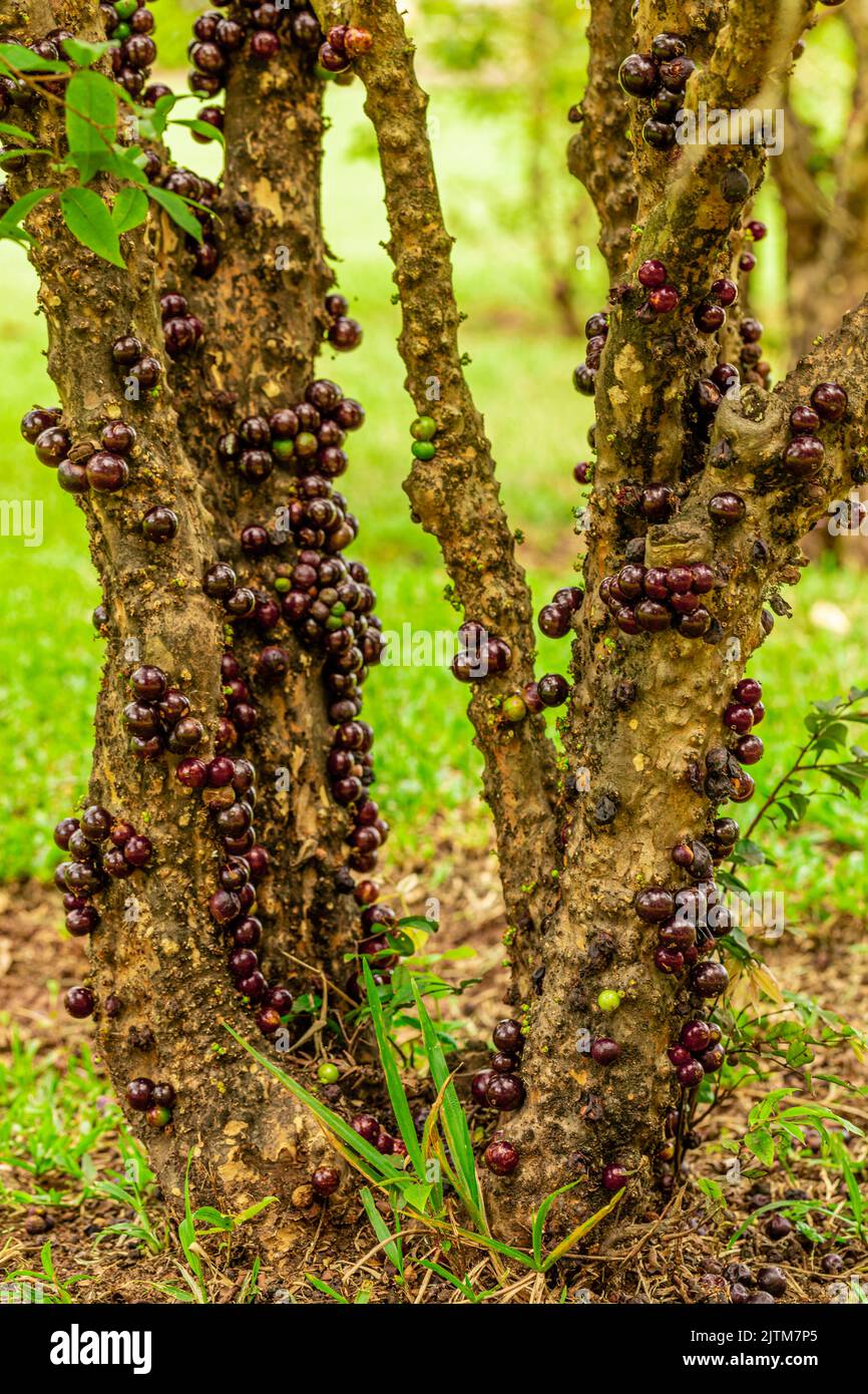 Ripe and green jabuticaba fruit on tree Stock Photo - Alamy