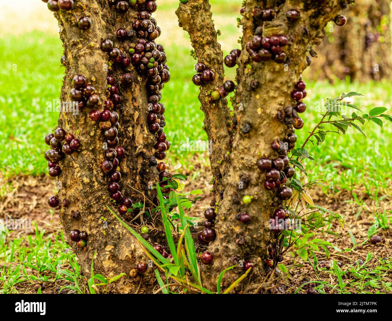Ripe and green jabuticaba fruit on tree Stock Photo - Alamy
