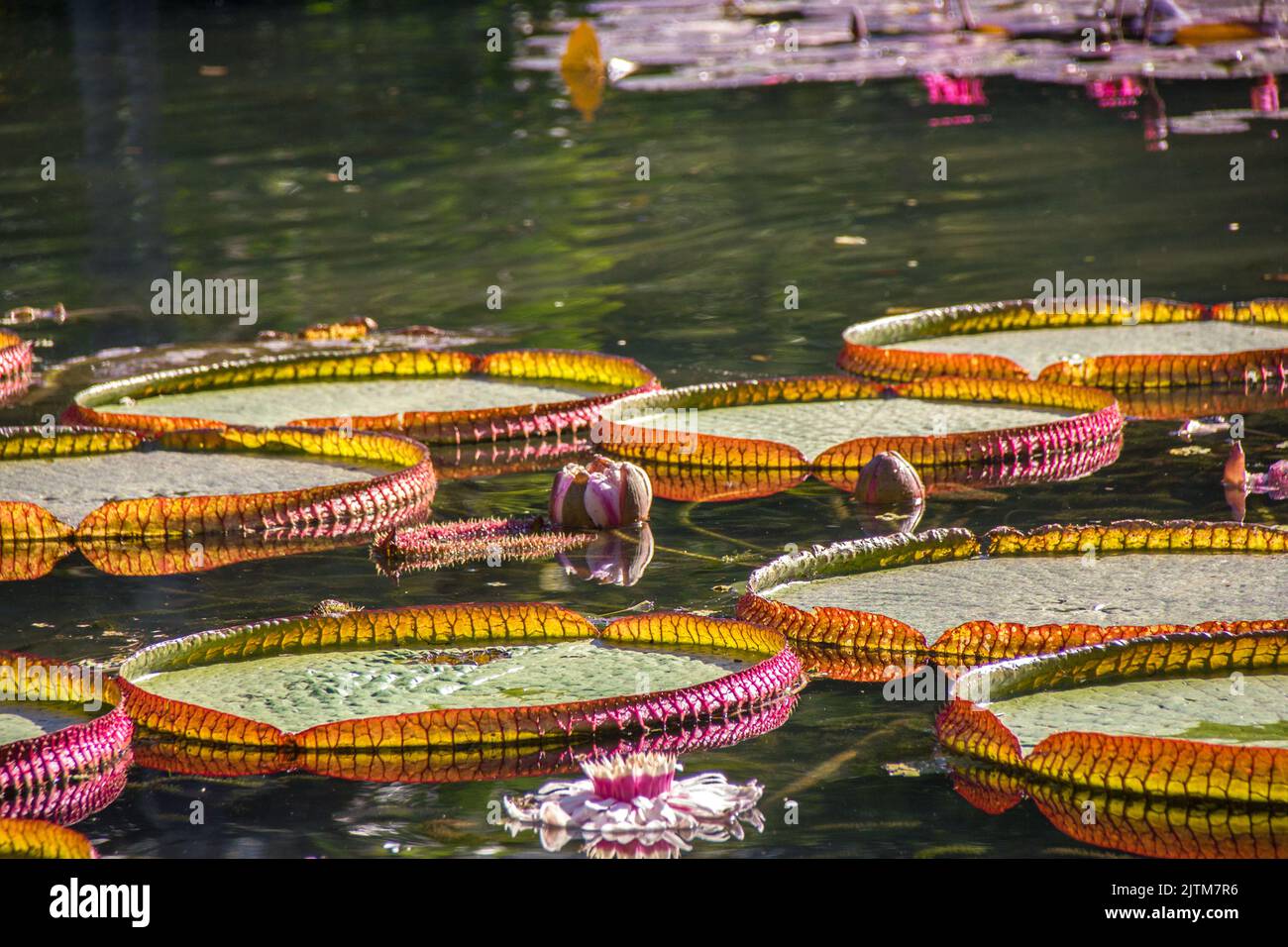 victoria regia plant in a lake in rio de janeiro Brazil Stock Photo - Alamy