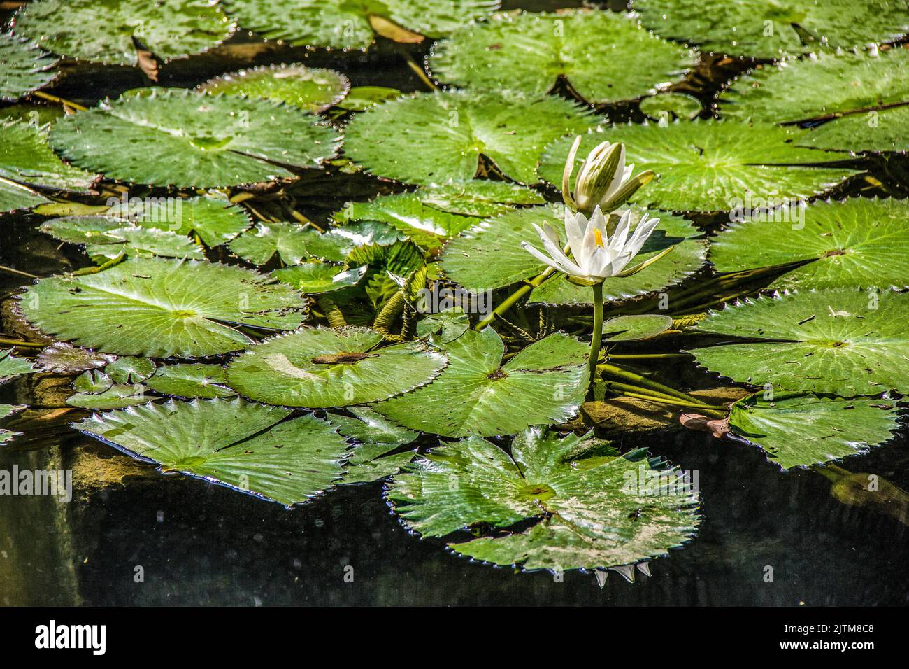 Victoria regia lily hi-res stock photography and images - Alamy