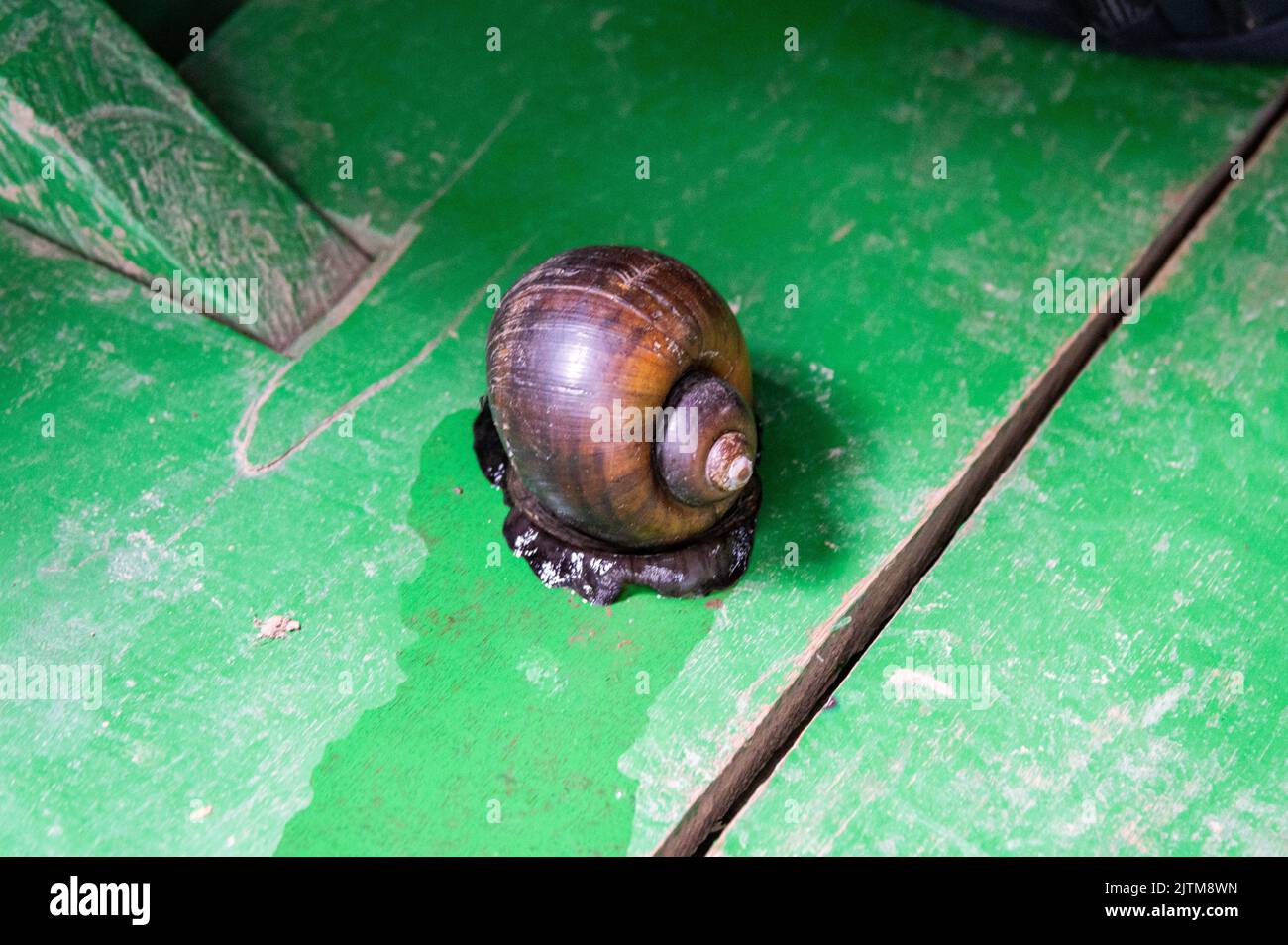 A giant black freshwater river snail ("churo negro") on the green ...