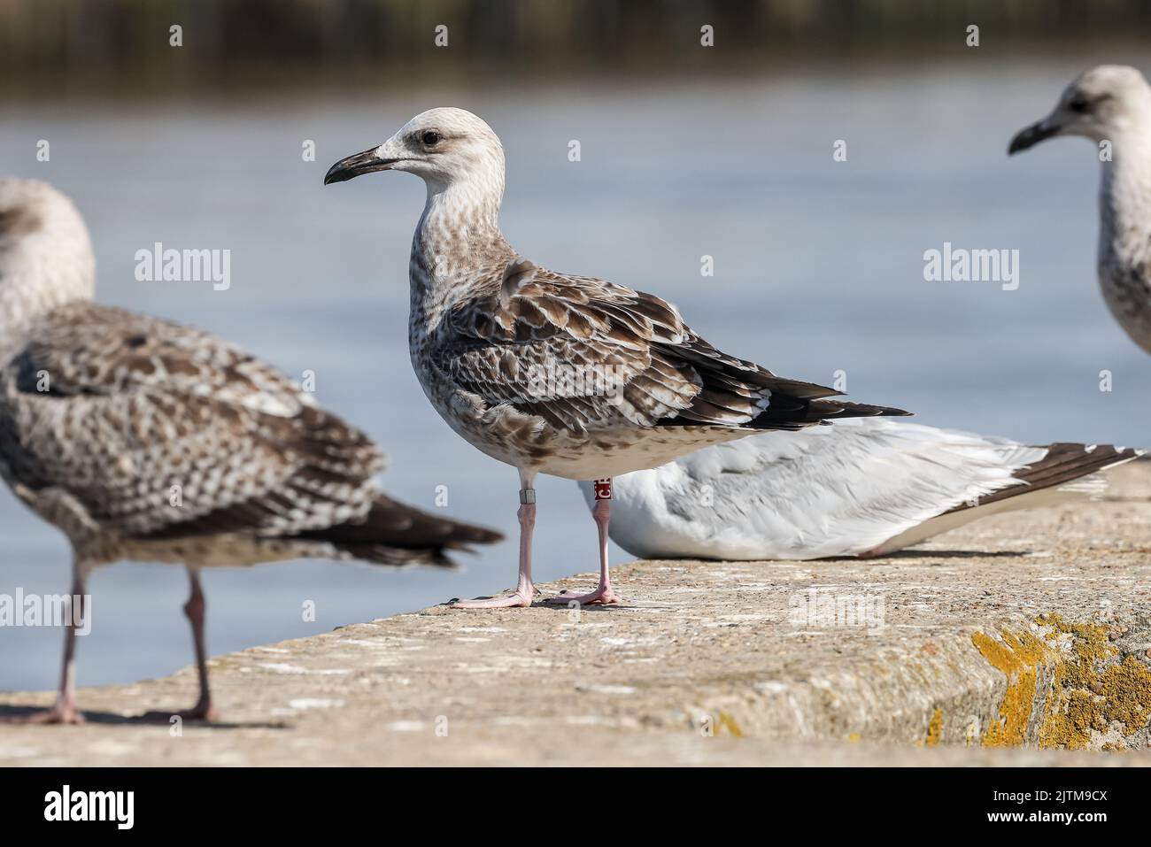 Caspian Gull - Larus cacchinans - juvenile bird, colour-ringed as a ...
