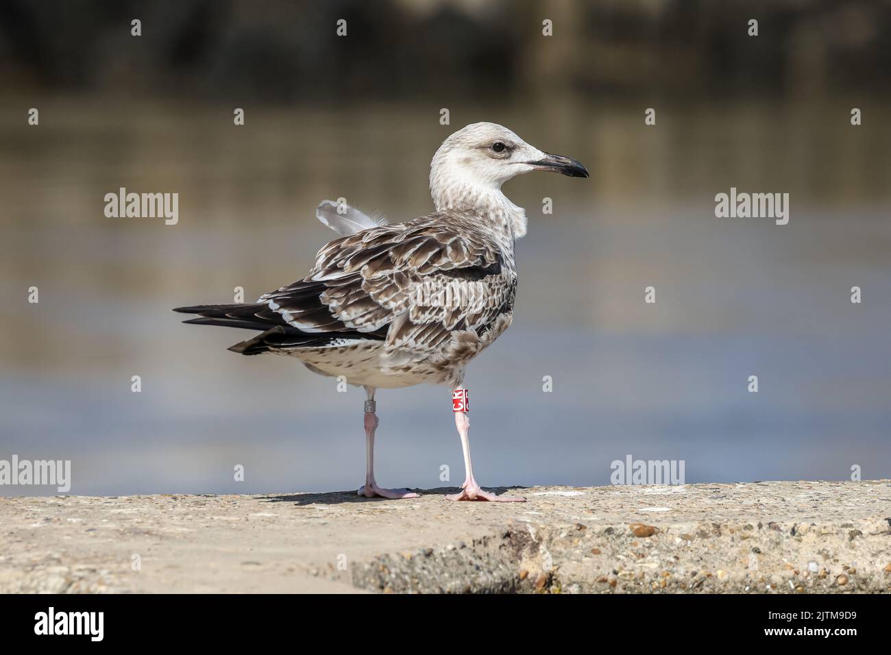 Caspian Gull - Larus cacchinans - juvenile bird, colour-ringed as a ...