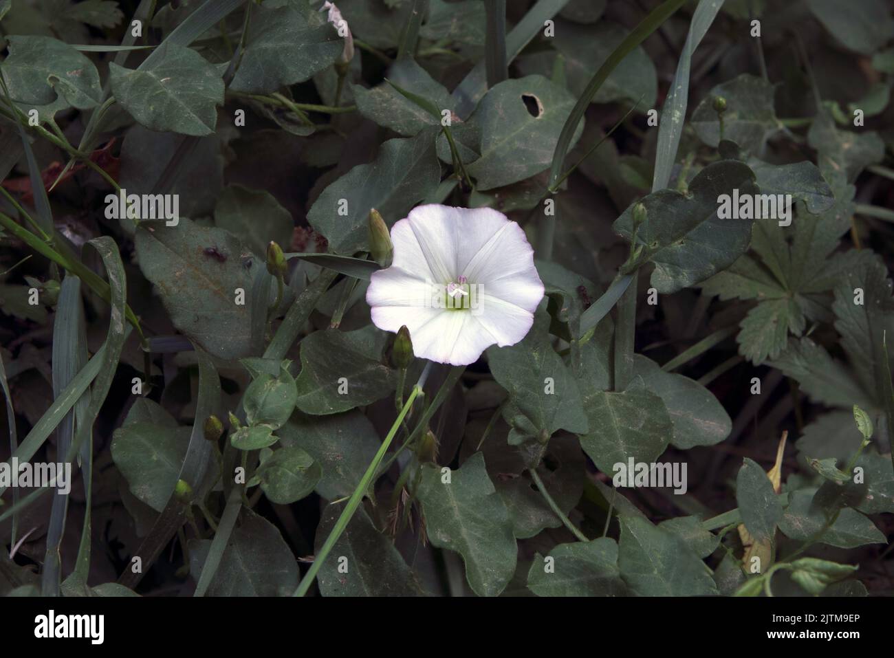 Bindweed tropical flower hi-res stock photography and images - Alamy
