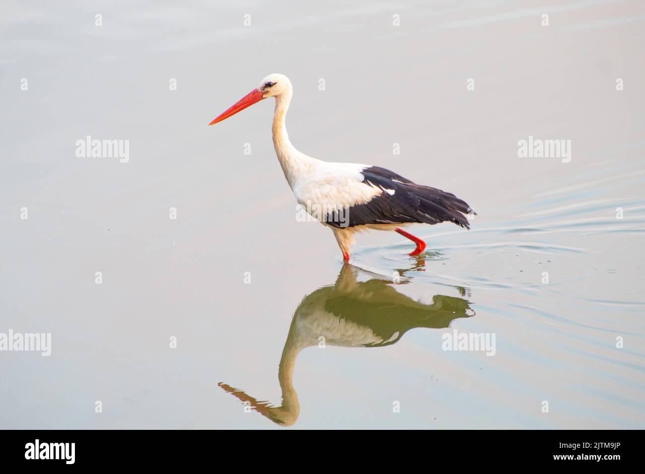Tall, long-legged stork is walking on the lake, stork and its ...