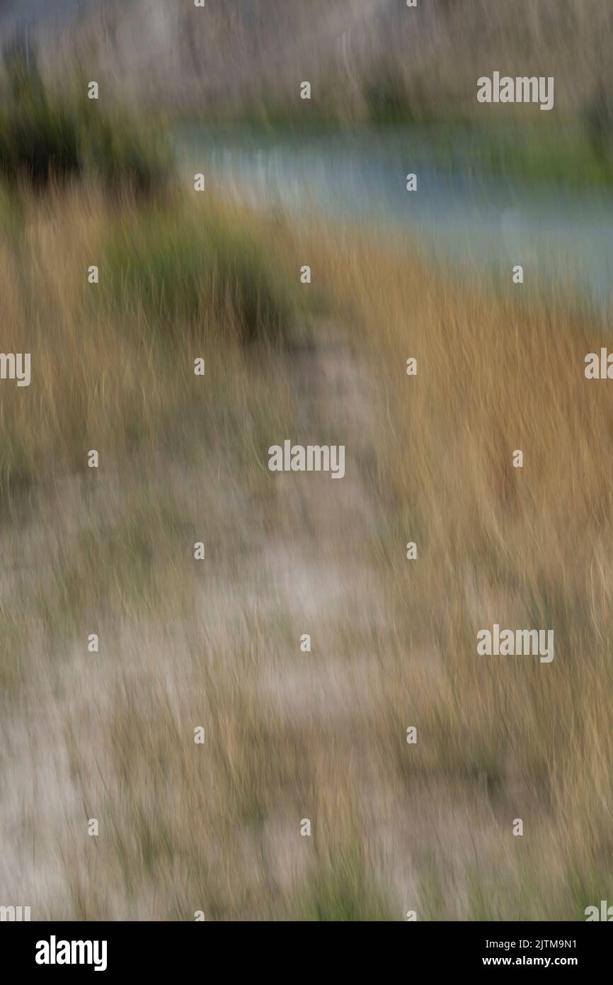 A blurry scene by the river's edge shows a worn path in the tall yellow ...