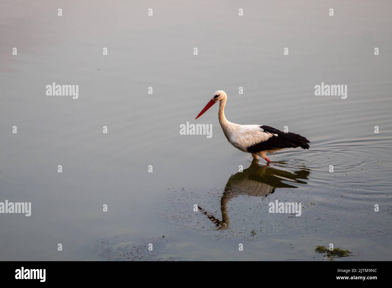 Tall, long-legged stork is walking on the lake, stork and its ...