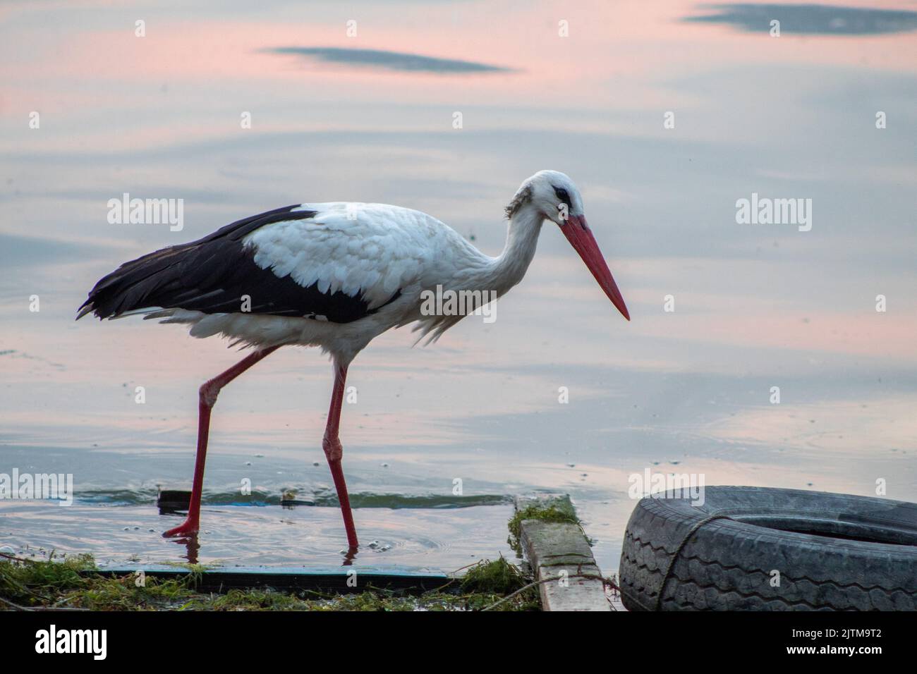 Tall, long-legged stork is walking towards the wheel on the lake ...