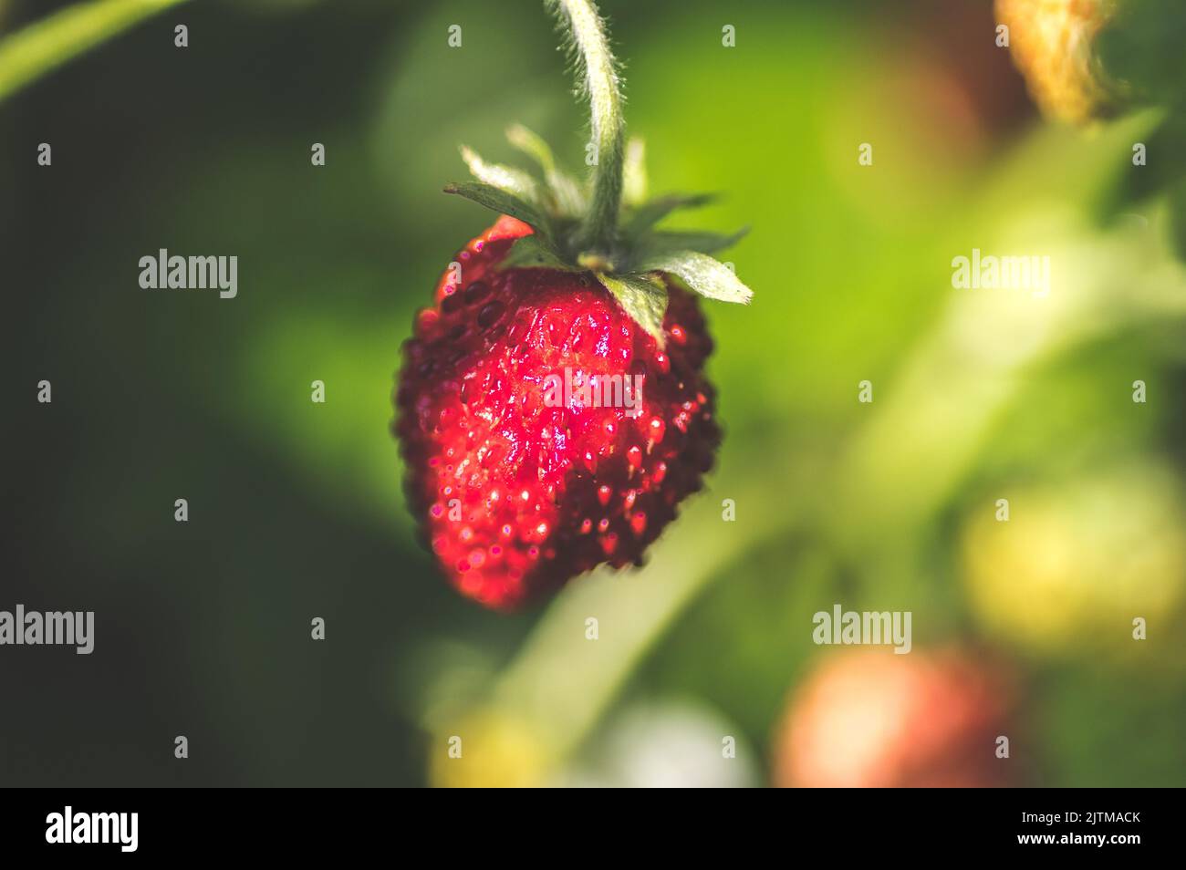 Straberry hi-res stock photography and images - Alamy