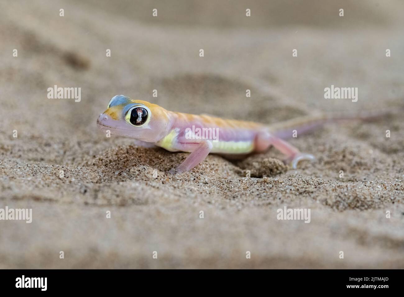 A Namib sand gecko, or gecko palmato, small colorful lizard in the ...