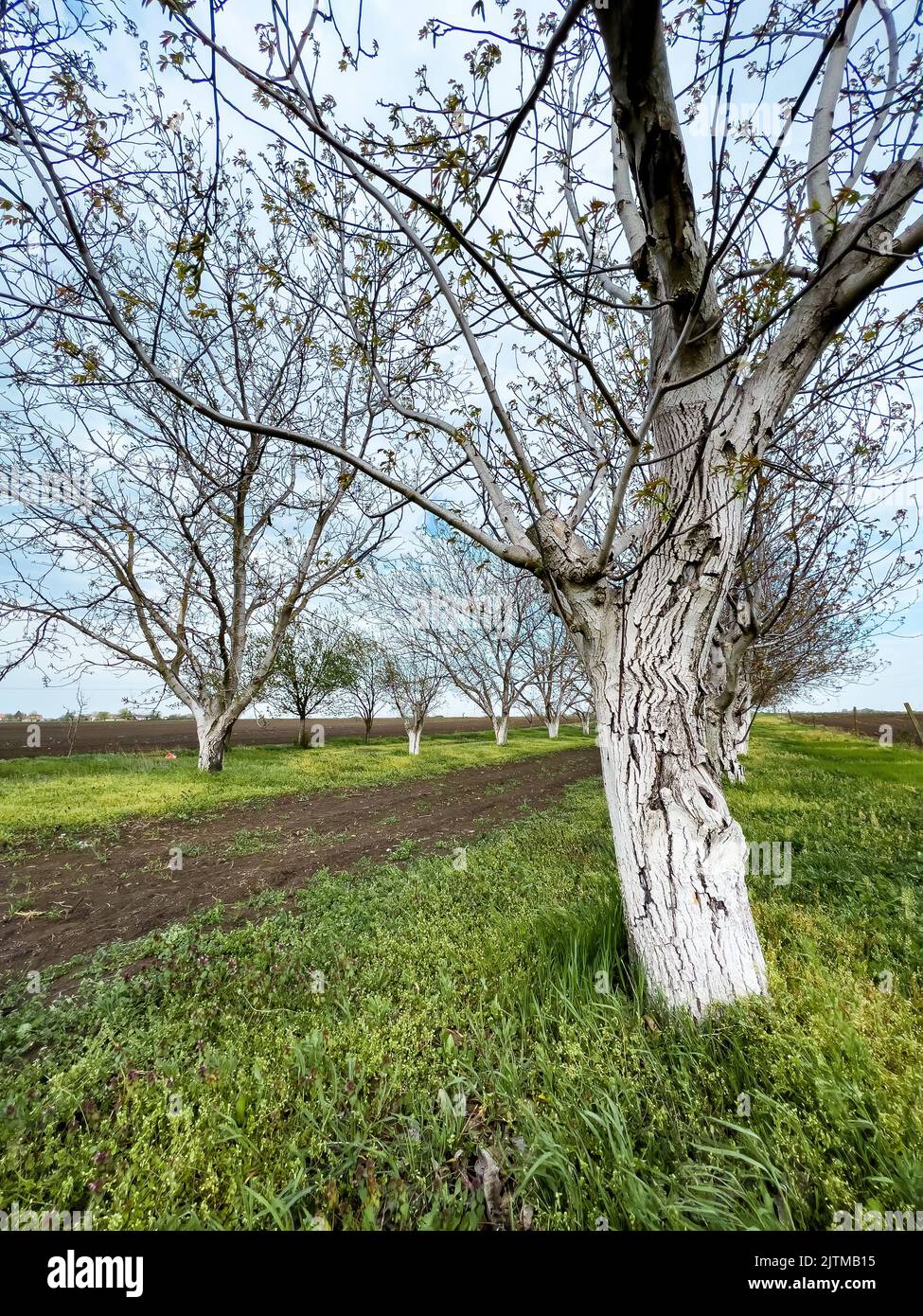 A vertical shot of straight rows of walnut fruit trees in a farm on an ...