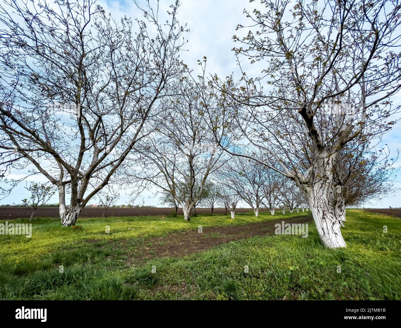 Straight rows of walnut fruit trees on a farm on an early spring day ...
