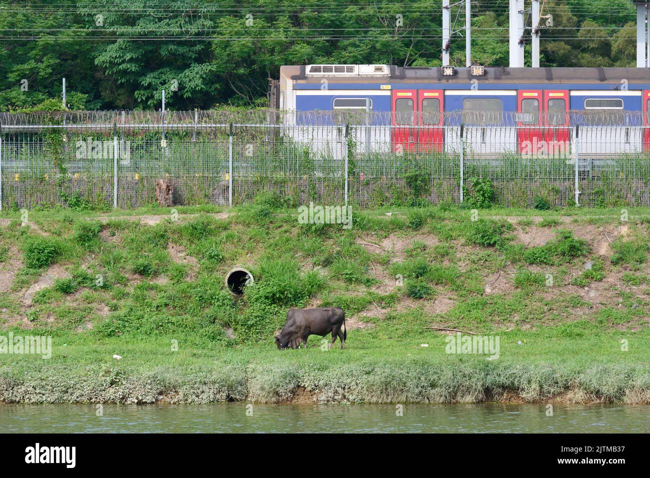 Cattle train hi-res stock photography and images - Alamy