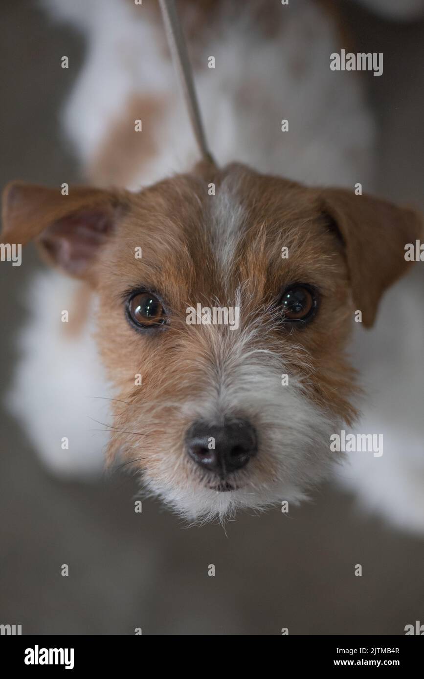 Jack russel terrier hi-res stock photography and images - Alamy
