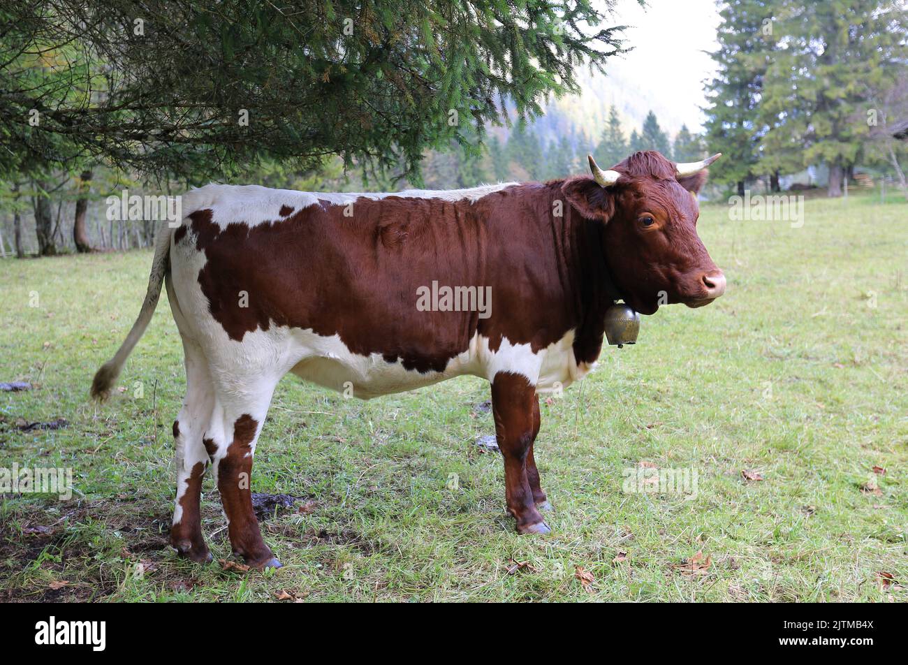 Bavarian cow standing on the pasture looking at camera Stock Photo - Alamy