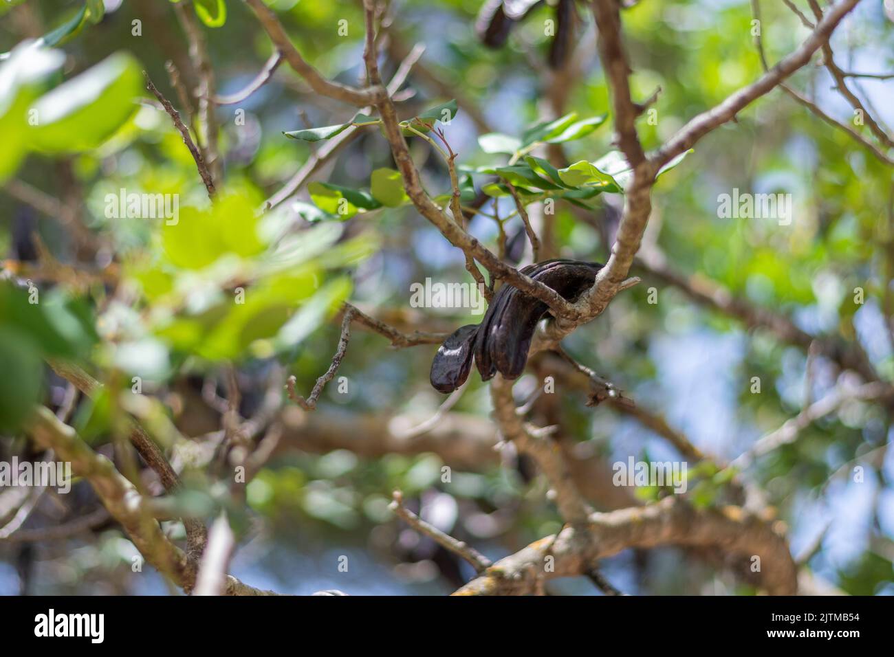 Carob tree leaves hi-res stock photography and images - Alamy