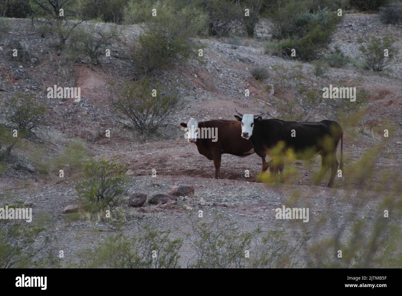 Desert amimals hi-res stock photography and images - Alamy