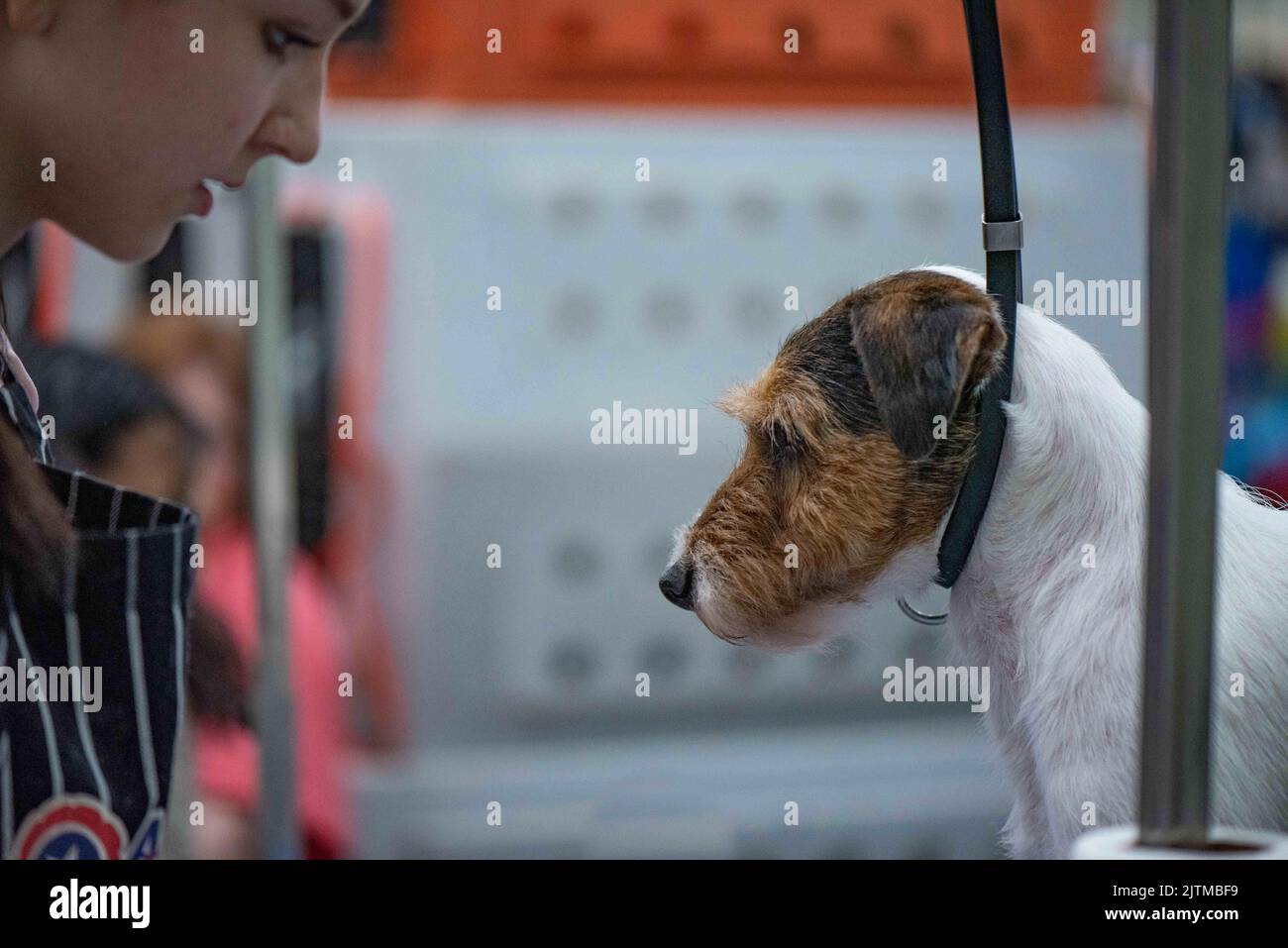 Show dog and handler Stock Photo - Alamy