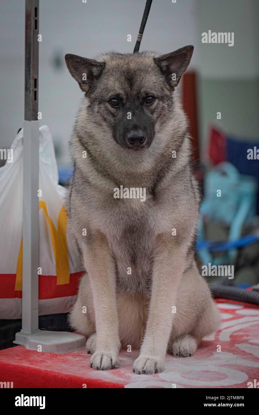 Show dogs breeds hi-res stock photography and images - Alamy