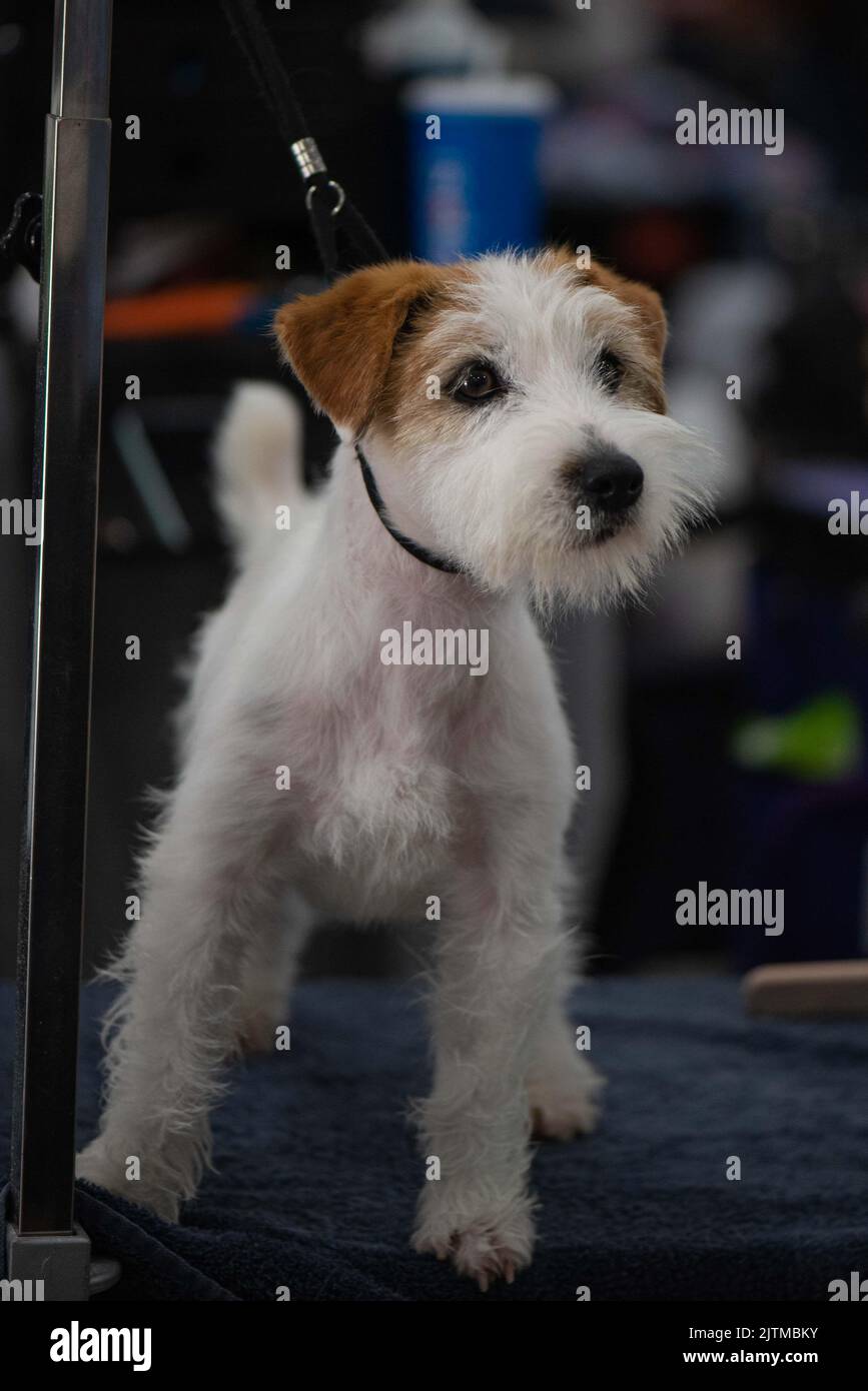 dog at dog show Stock Photo - Alamy