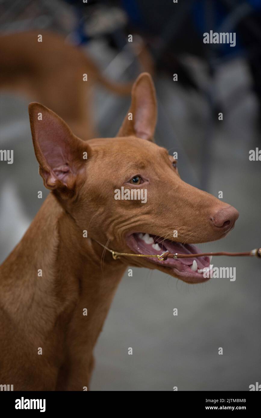 Dog at dog show Stock Photo - Alamy