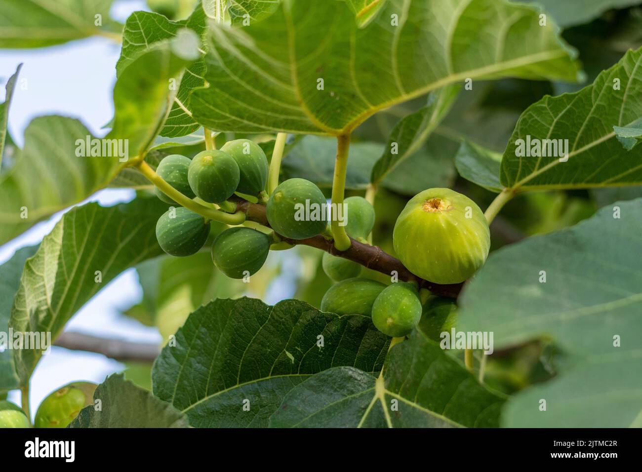 Figs, Cilento, Italian fruits Stock Photo - Alamy