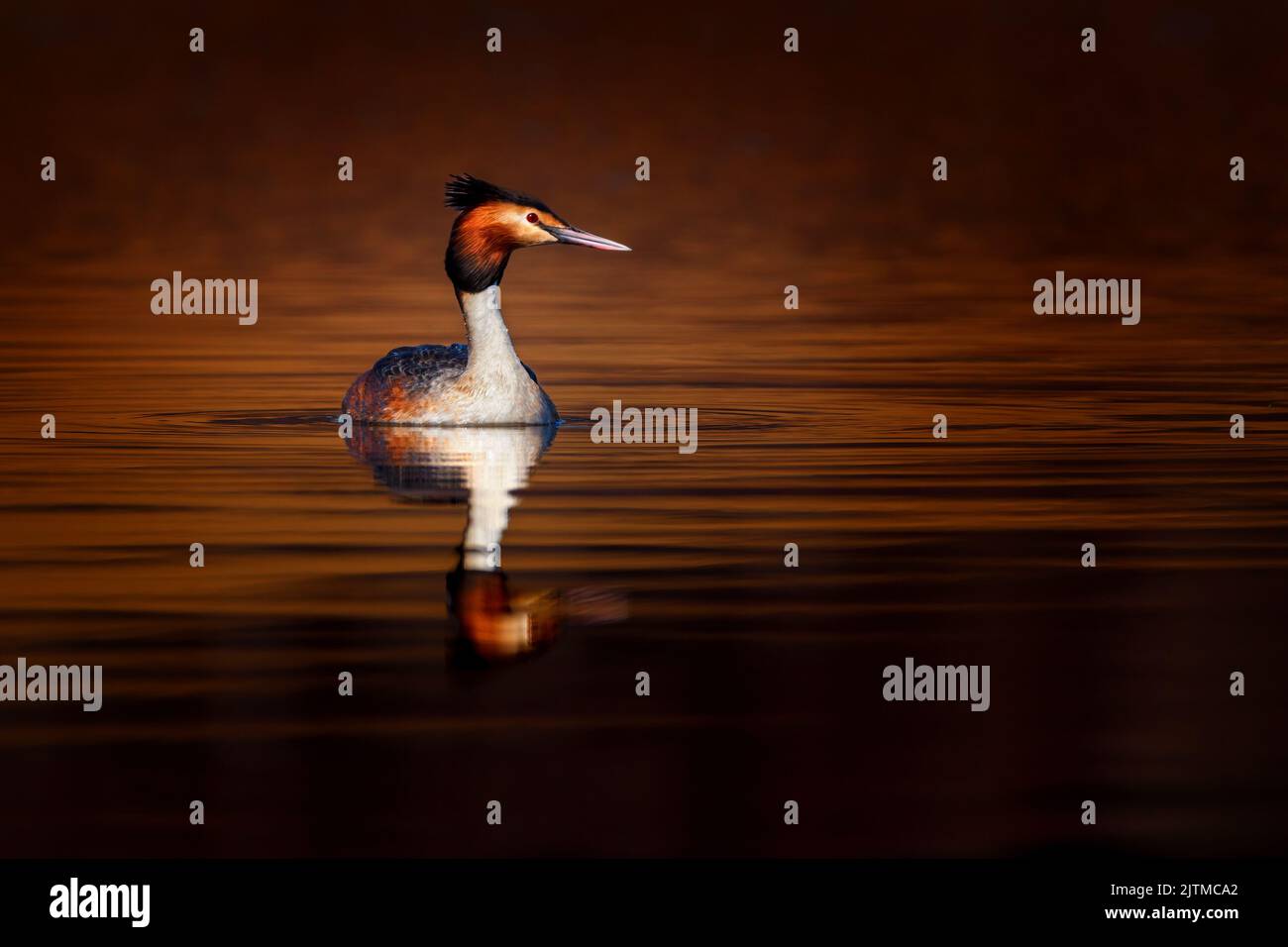 The great crested grebe or Podiceps cristatus is a member of the grebe ...