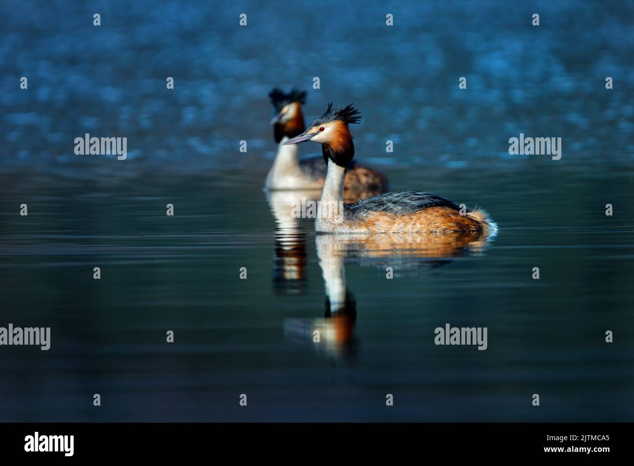 The great crested grebe or Podiceps cristatus is a member of the grebe ...